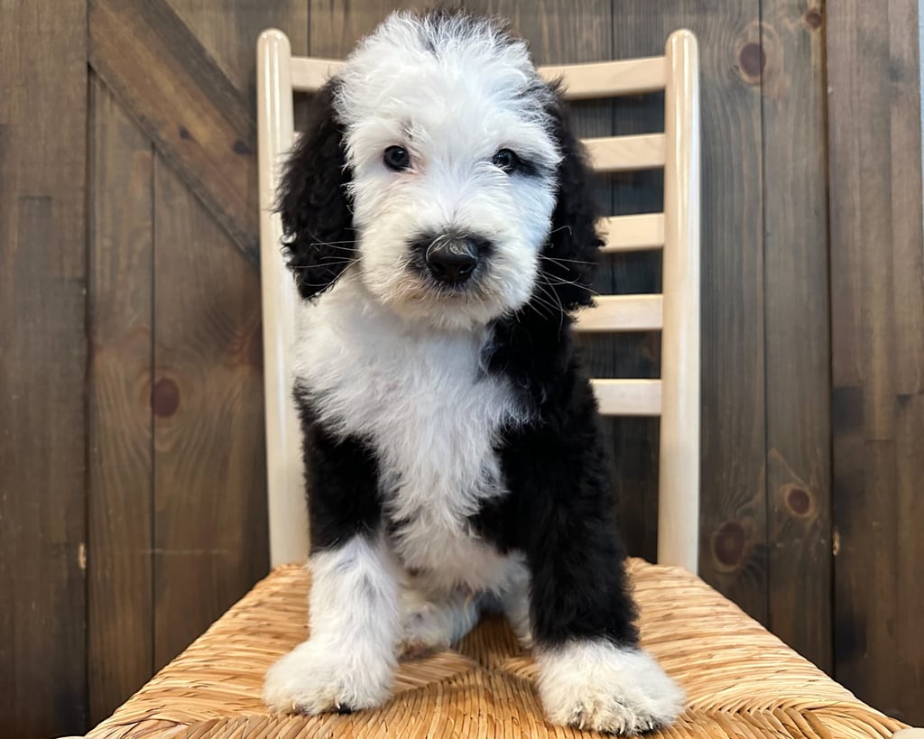 Kip is a Standard Sheepadoodle Puppy Sold As Of 07/31/2023