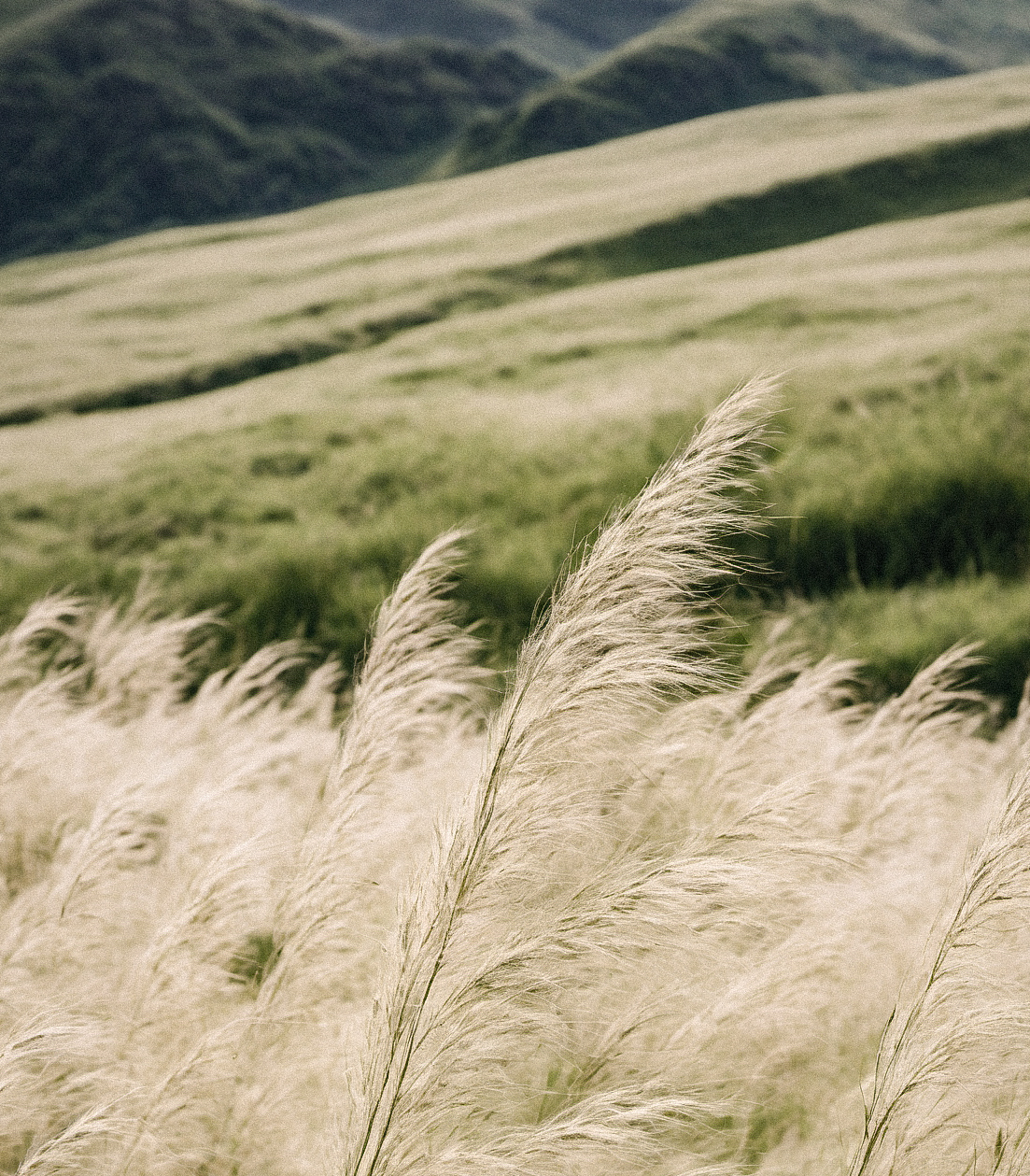 Peaceful field, Copy the Stable Diffusion prompt and settings - Oksuro