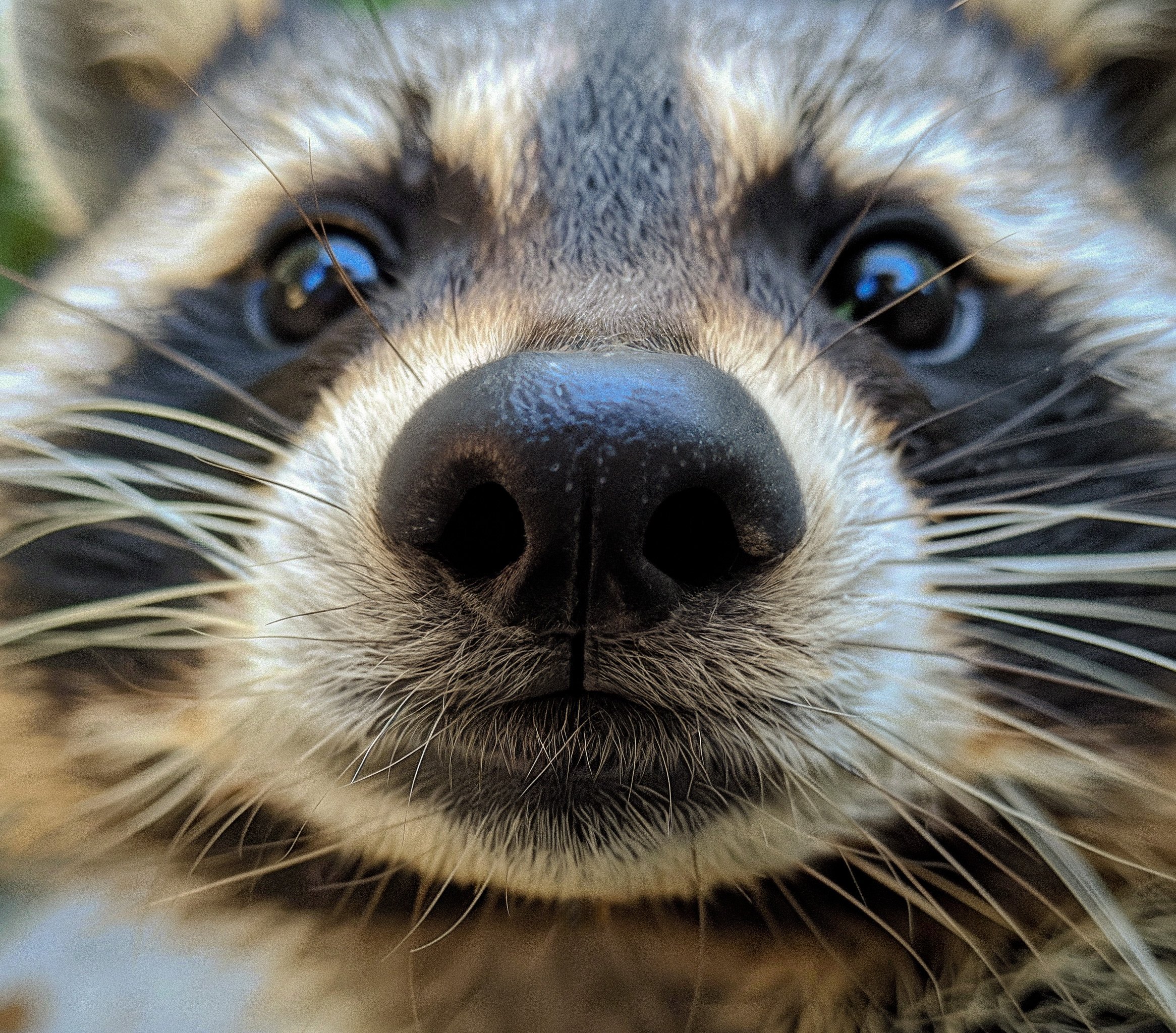 Pedro raccoon image, Midjourney See the prompts and settings - Oksuro