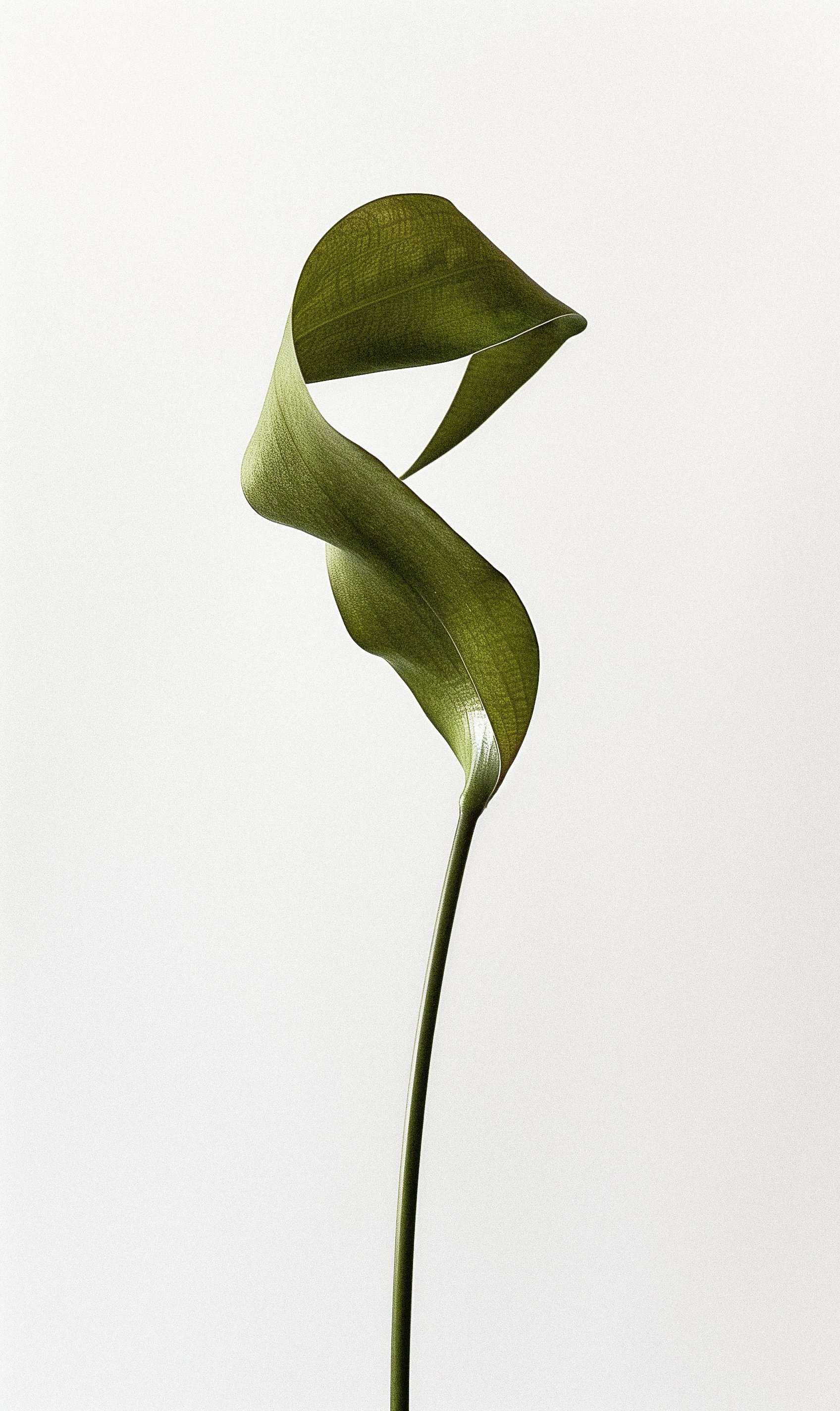 one leaf High-Quality AI Stock Image with Unlimited Downloads ...