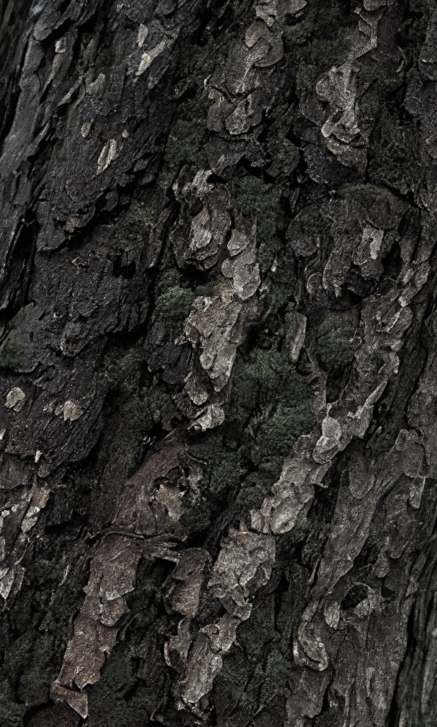 Tree bark, Copy the Stable Diffusion prompt and settings - Oksuro