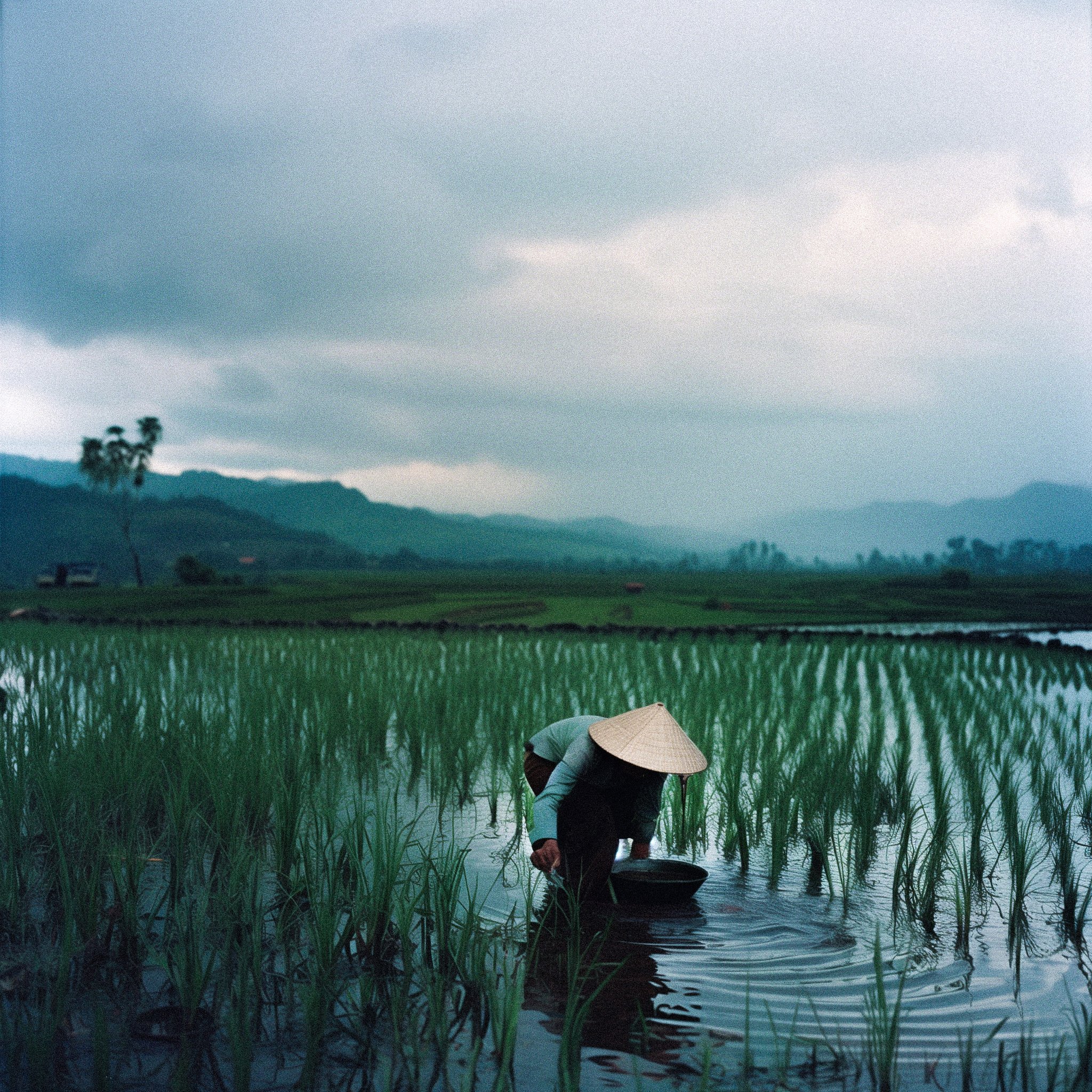 Rice fields, fields, work, Copy the prompt and settings - Oksuro