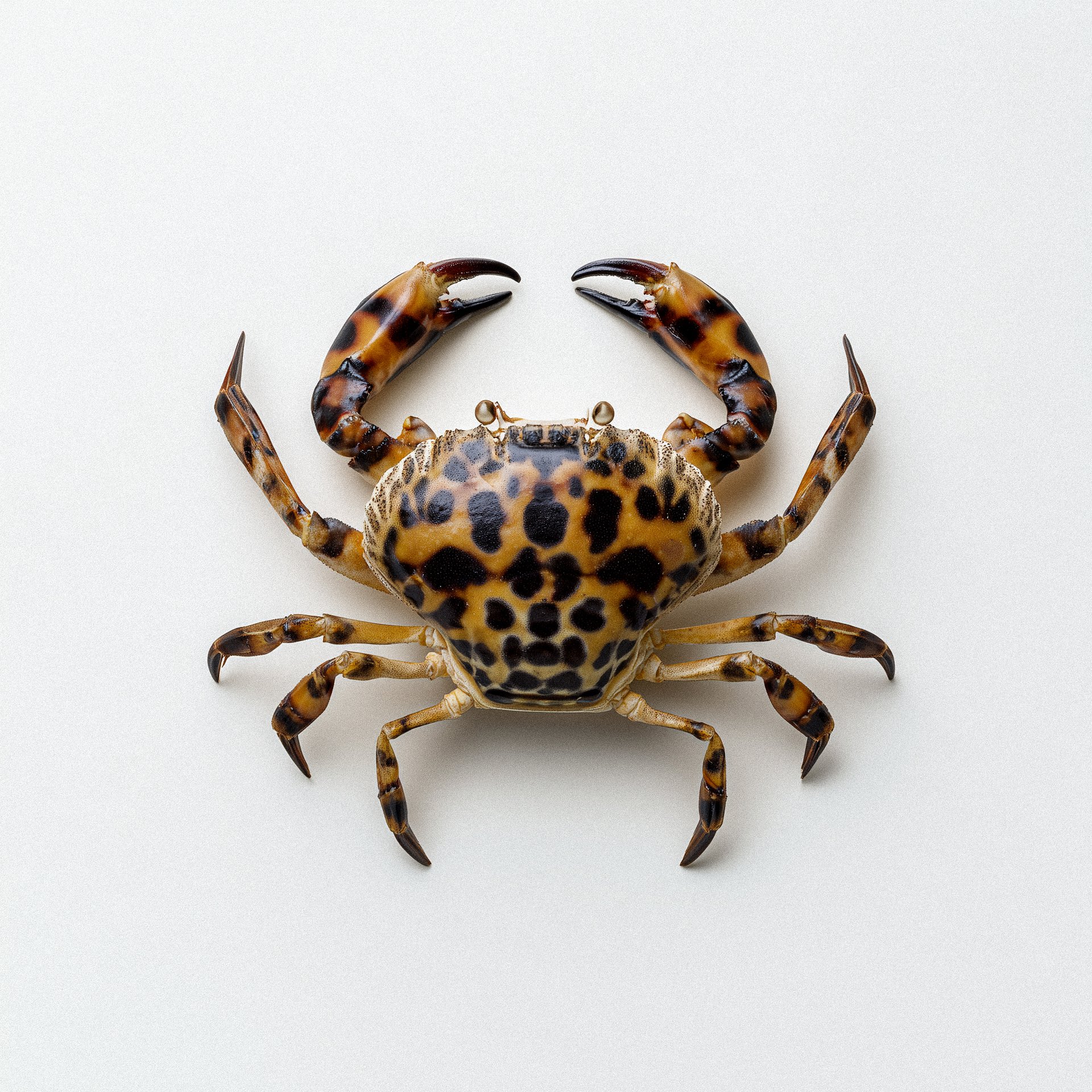 Leopard Crab High-Quality AI Stock Image with Unlimited Downloads ...