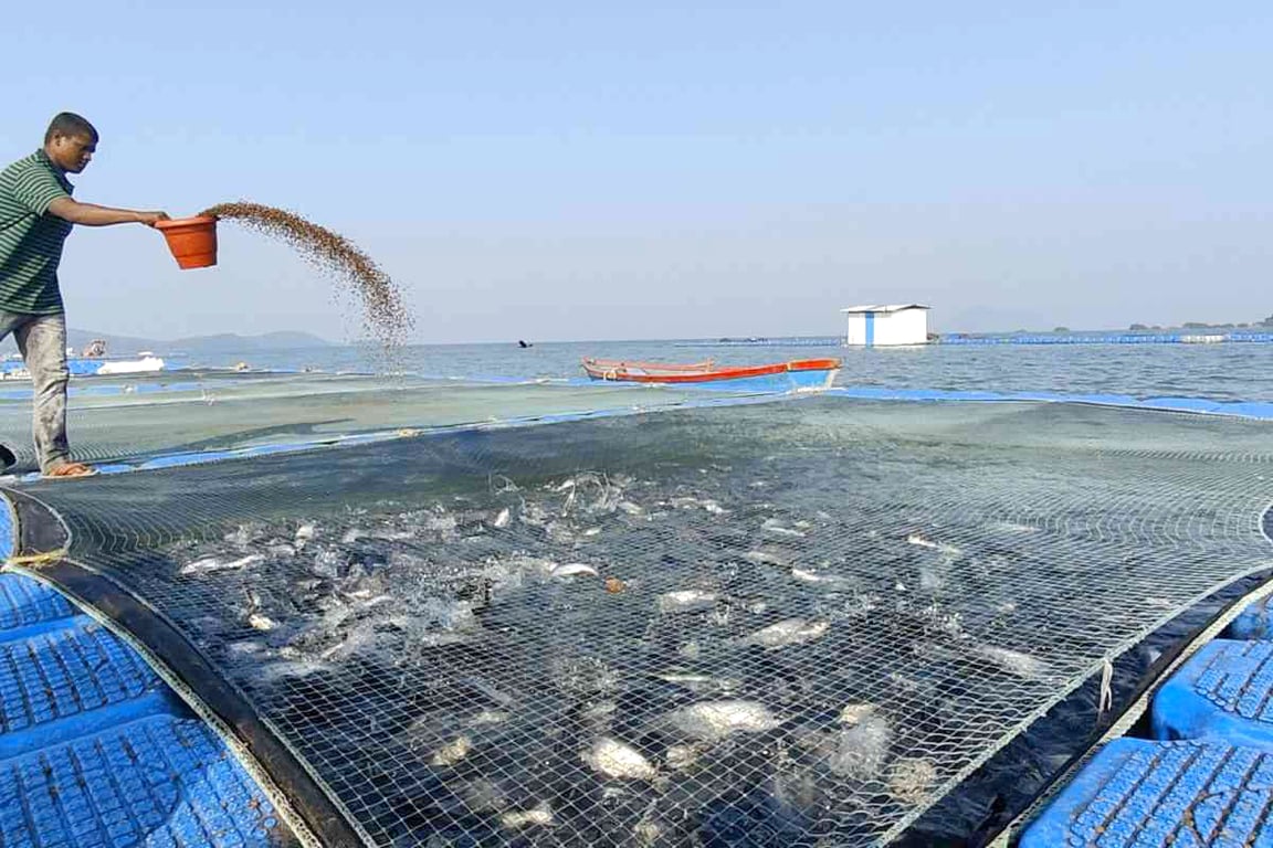 Odisha's Flourishing Fish Farming | Mycitylinks