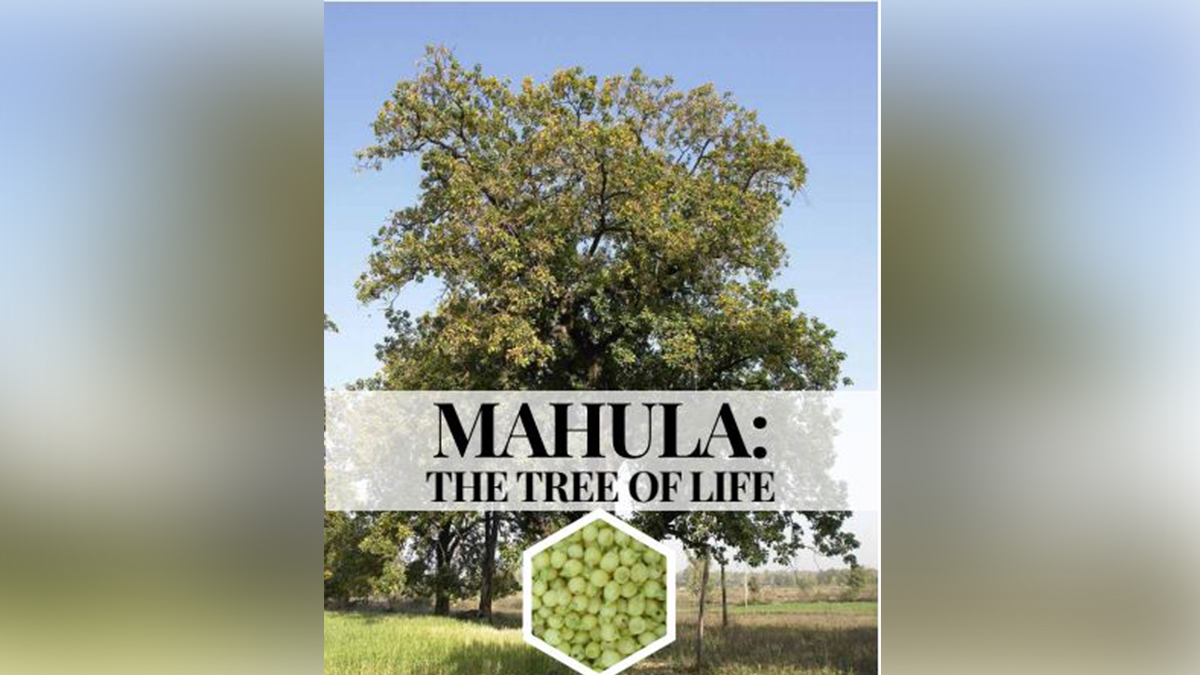 Mahula: The Tree Of Life | Mycitylinks