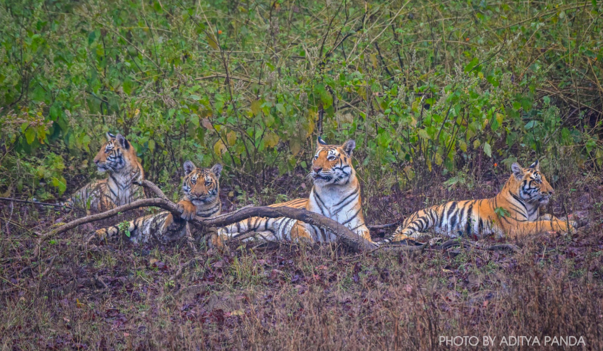 Wildlife Conservation And The Tigers of Odisha | Mycitylinks