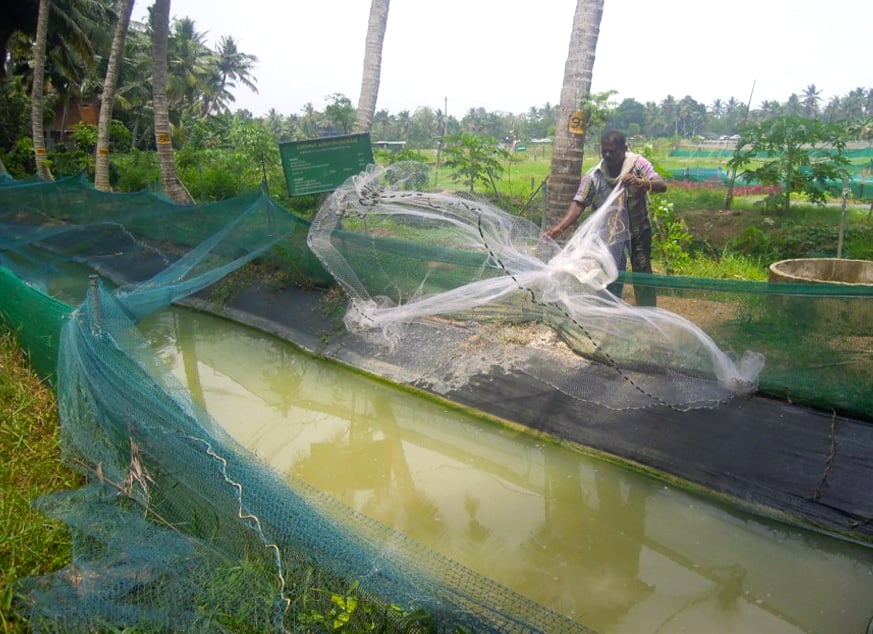 Odisha's Flourishing Fish Farming | Mycitylinks