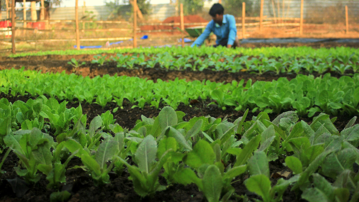 Mati Farms – Sowing A Revolution | Mycitylinks