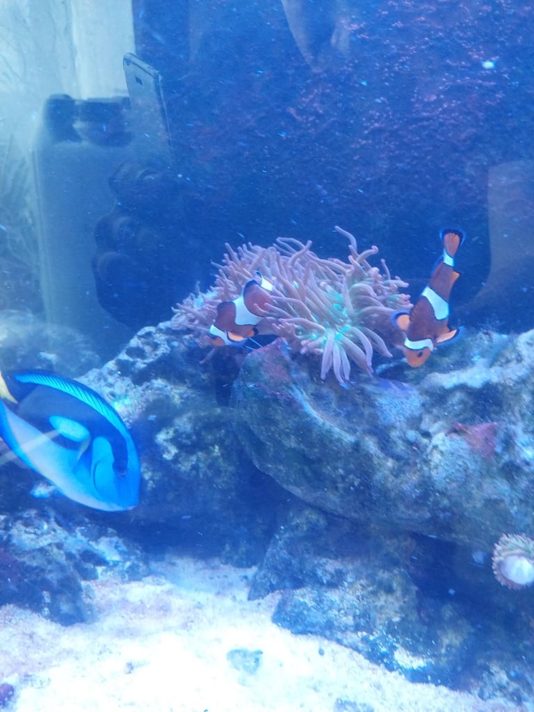 200 l fully equipped marine aquarium | in Aberdeen | Gumtree