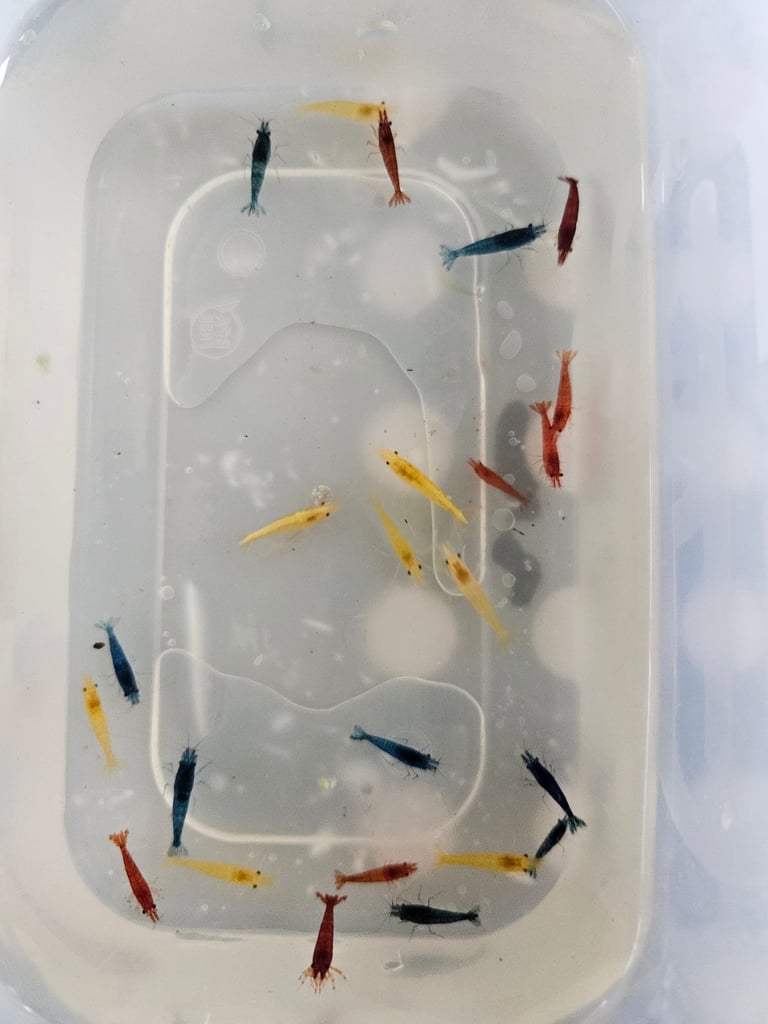 Skittle neocaridina mix coloured shrimp aquarium fish tank | in ...