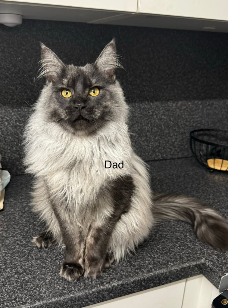 Maine coon kittens (2 left) | in Inverness, Highland | Gumtree
