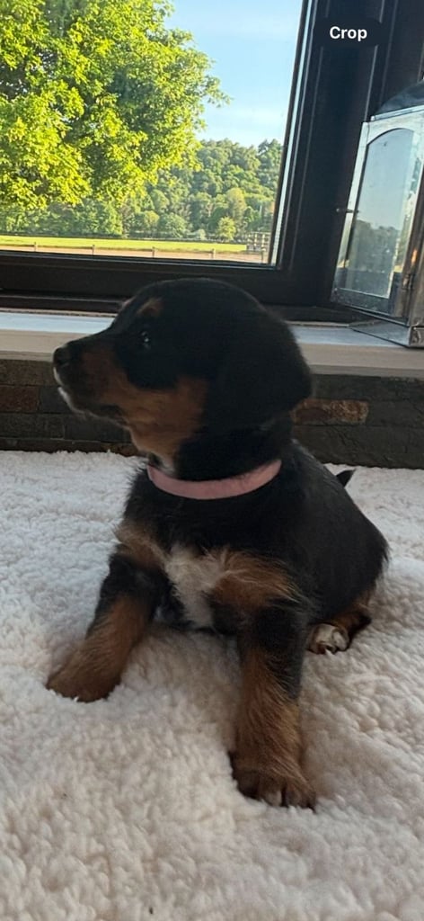 Jackapoo Dogs & Puppies for Sale in England - Gumtree