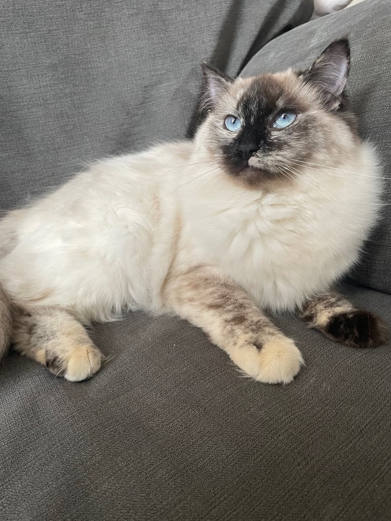 Beautiful Pure Ragdoll Kitten | in Heathrow, London | Gumtree