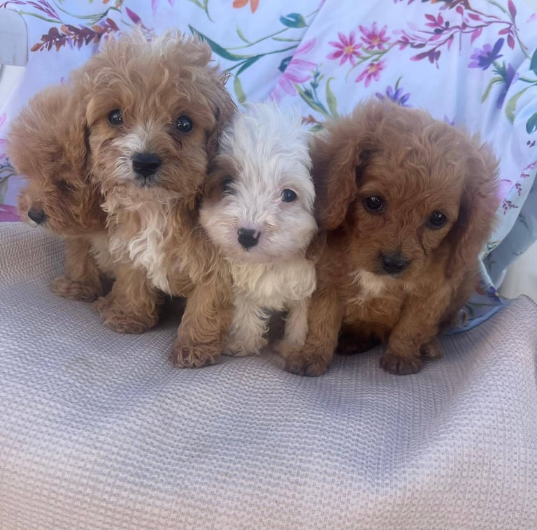 Cavapoo Dogs & Puppies for Sale in Scotland - Gumtree