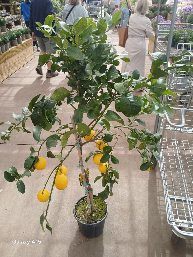 Lemon tree plant | in Westminster, London | Gumtree