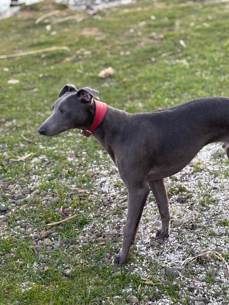 Blue whippet | in Ballymena, County Antrim | Gumtree