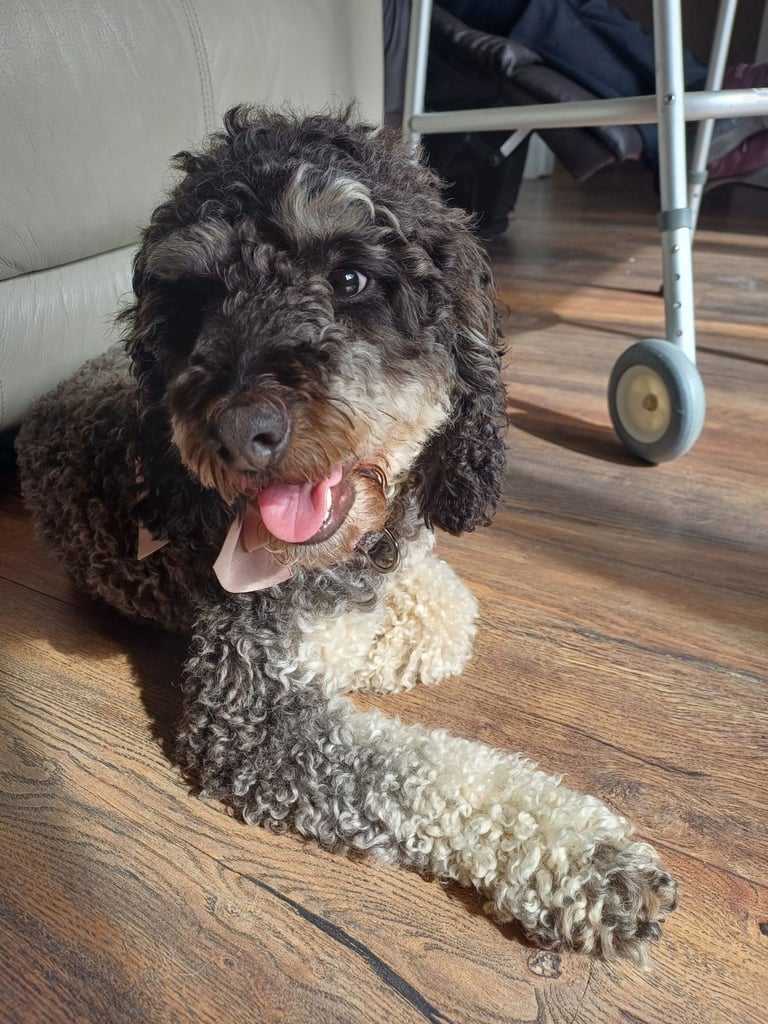 Cockapoo girl 18 months old | in Stevenston, North Ayrshire | Gumtree