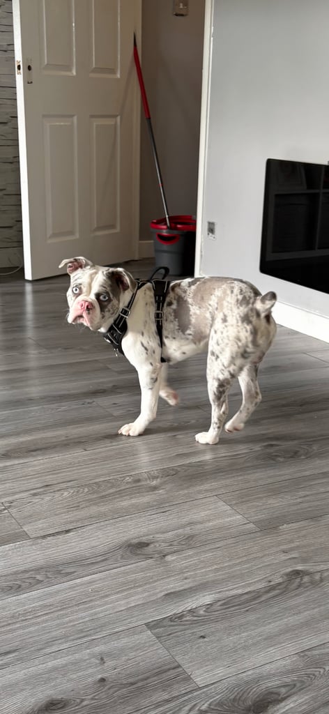 Frenchie x boston terrier 8months old | in Erskine, Renfrewshire | Gumtree