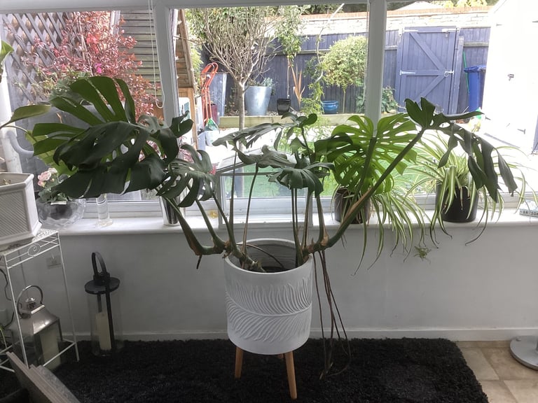 Large Monstera/Swiss Cheese Indoor Plant | in St Ives, Cambridgeshire ...