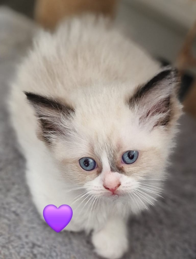 Cats & Kittens for Sale in Glasgow - Gumtree