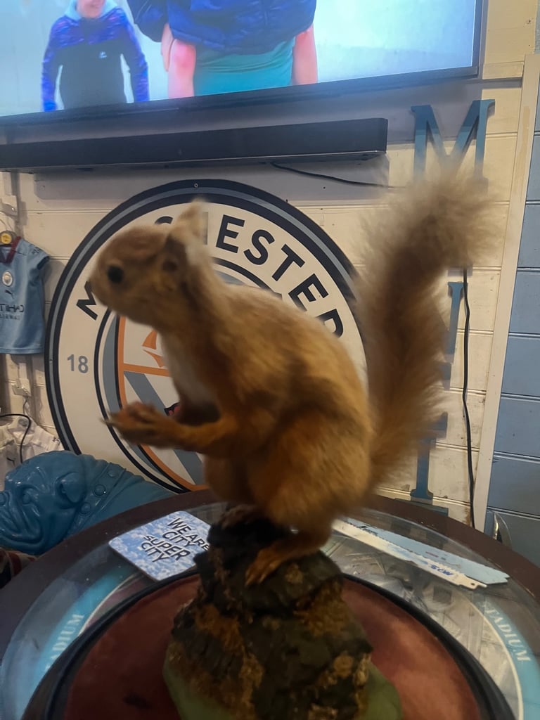 Taxidermy red squirrel | in Finaghy, Belfast | Gumtree