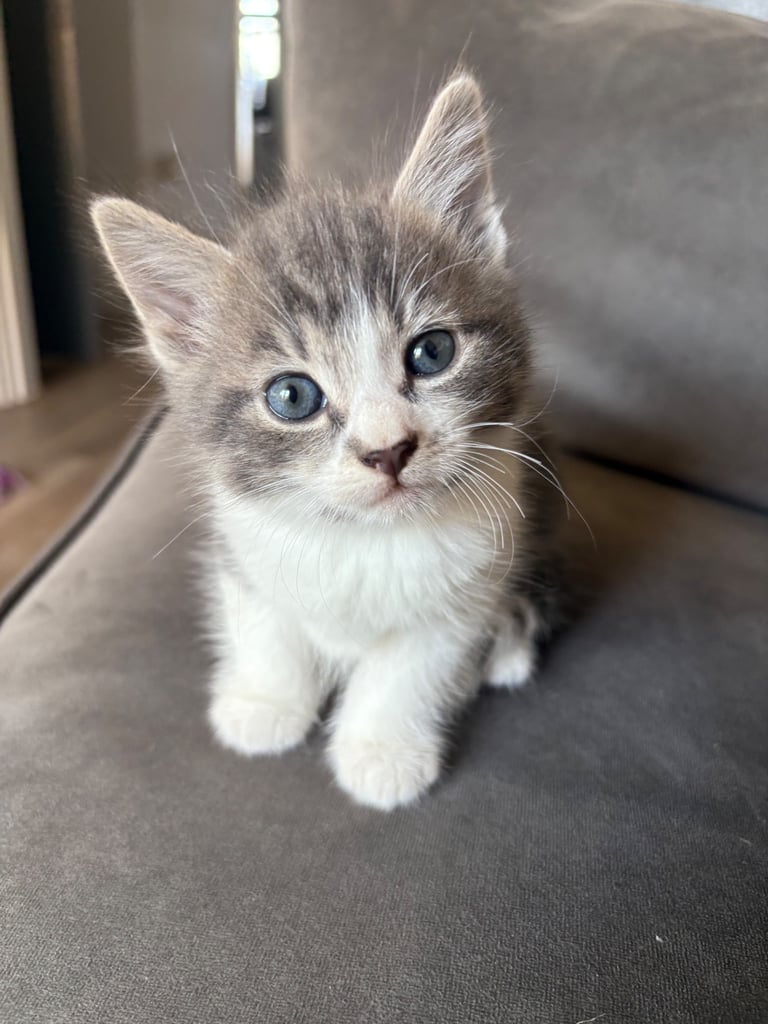 Stunning, fluffy kittens for sale | in Newport | Gumtree