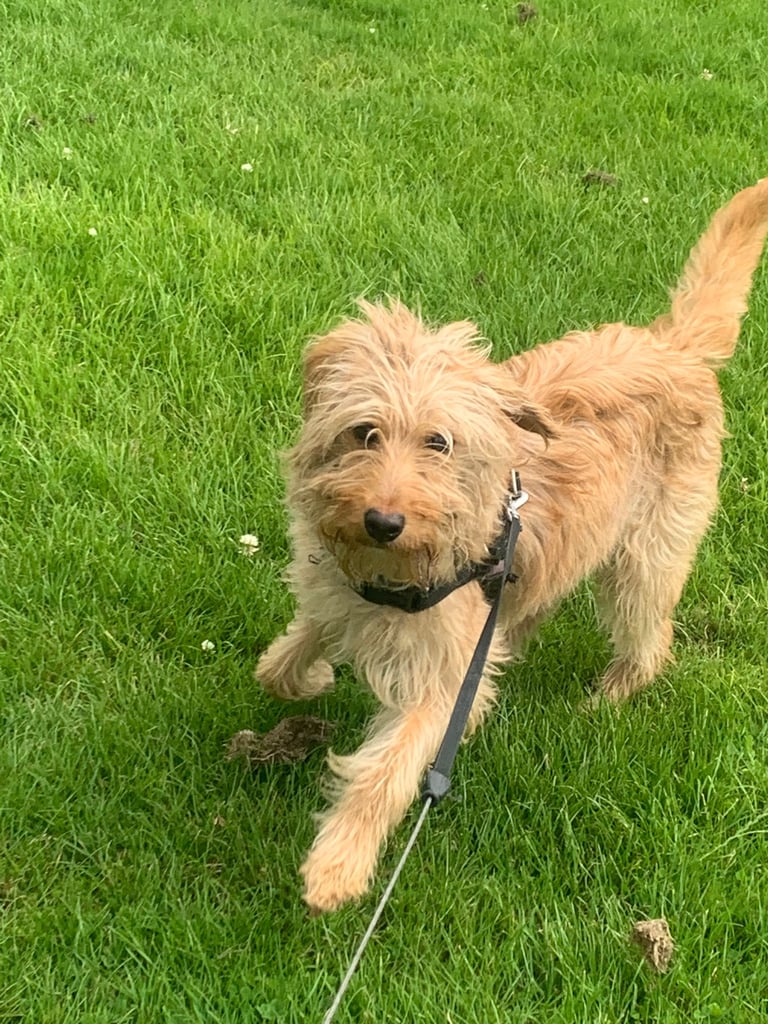 Labradoodle Dogs & Puppies for Sale in Scotland - Gumtree