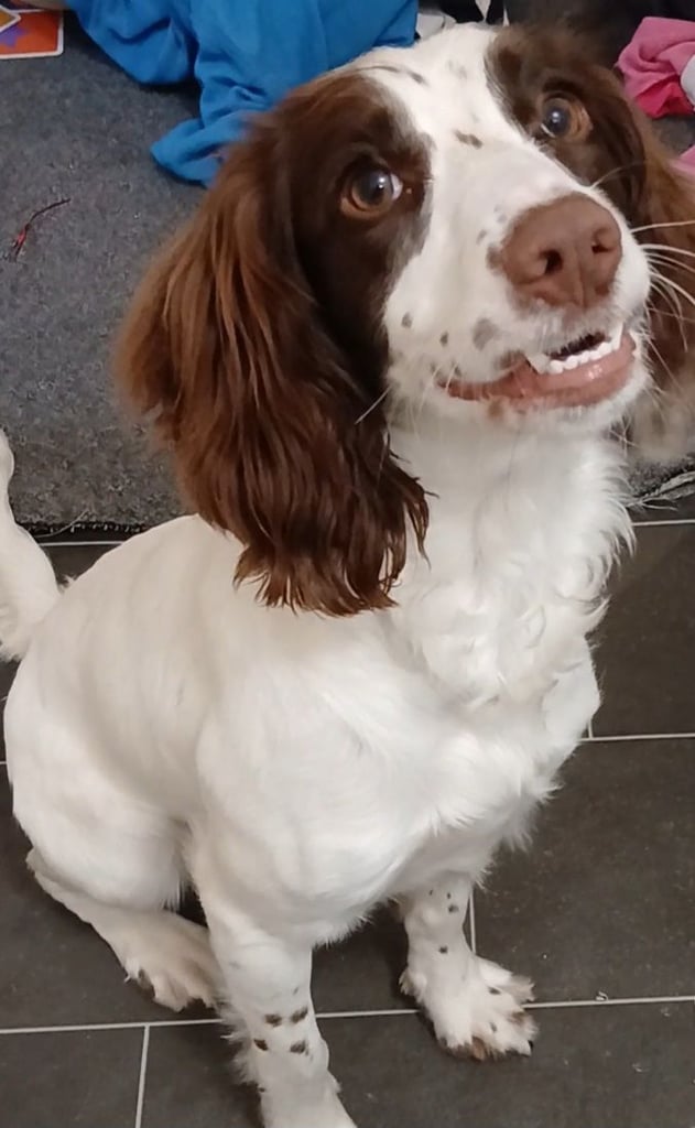 Pets in Scotland - Gumtree