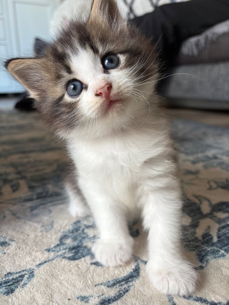 Stunning, fluffy kittens for sale | in Newport | Gumtree