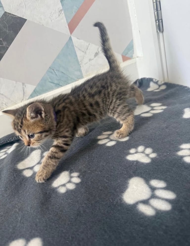 Cute 8 week old BSH kittens | in Tower Hamlets, London | Gumtree