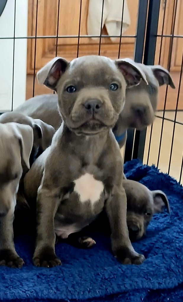 Blue staff puppies K.C REG | in Swansea | Gumtree