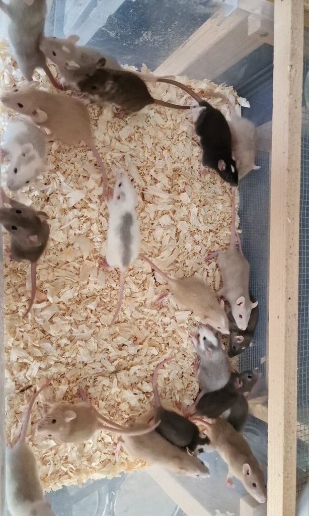 Small furry pets for sale in Belfast - Gumtree