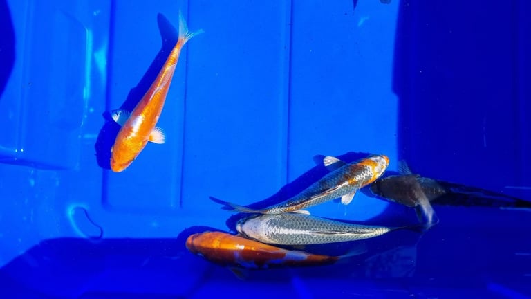 6 to 8 inch Koi Carp mix pond fish in Chorley | in Chorley, Lancashire ...