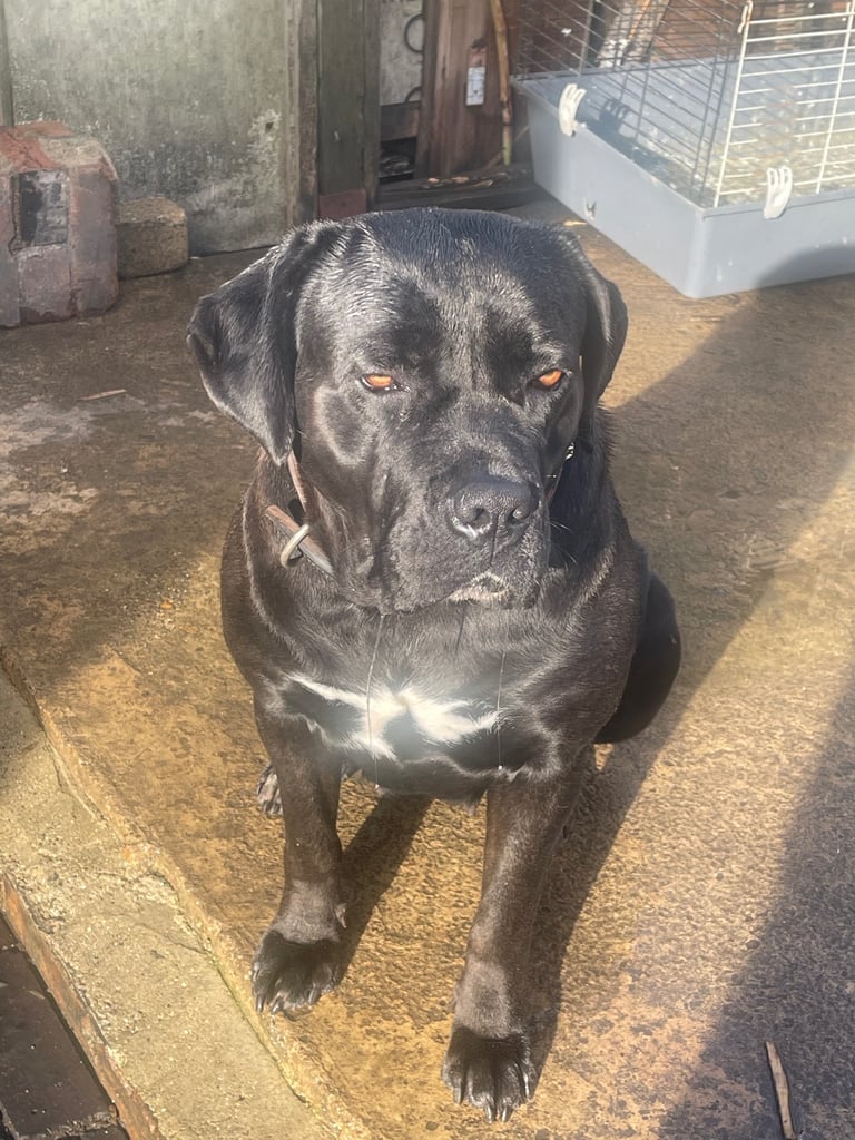 Female cane corso | in Peterborough, Cambridgeshire | Gumtree