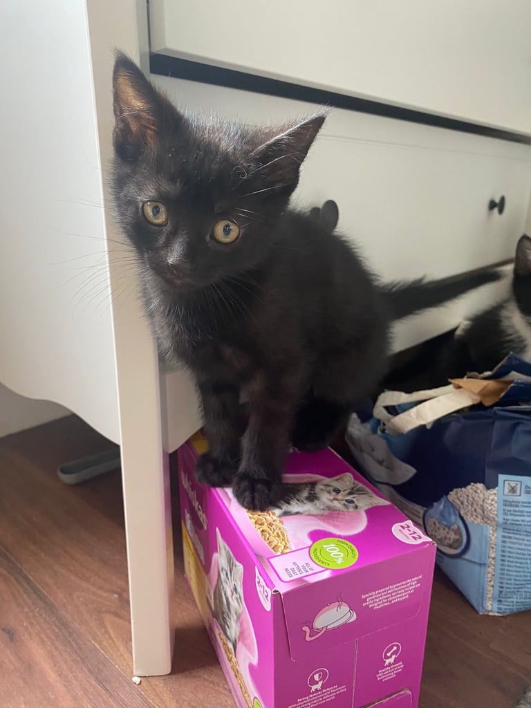BEAUTIFUL KITTENS | in Leytonstone, London | Gumtree