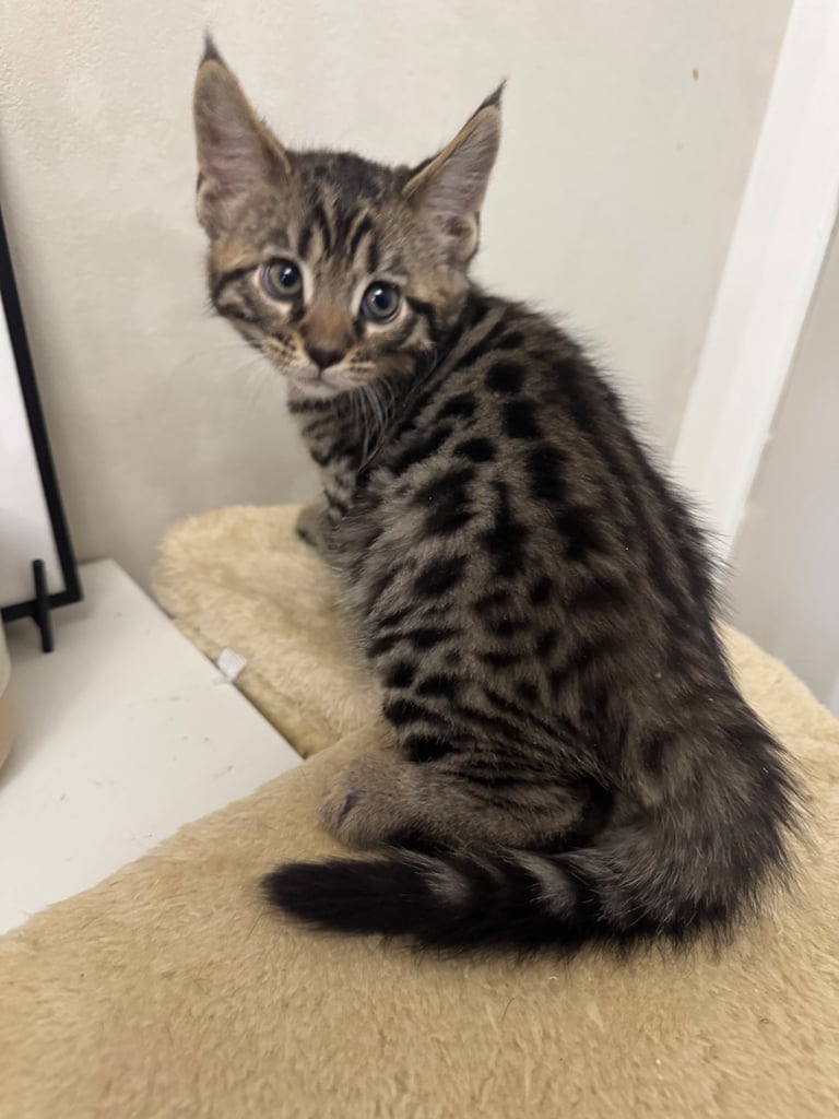 Maine coon x bengal kittens ready now | in Mansfield Woodhouse ...