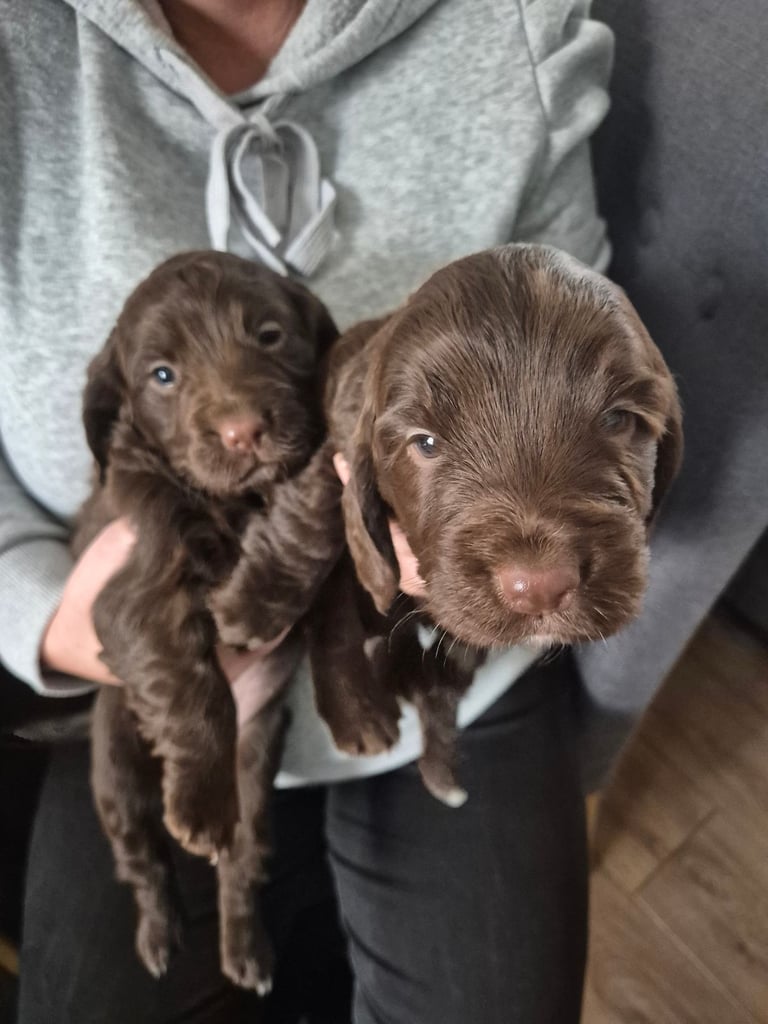 Dogs & Puppies for Sale in Newcastle, Tyne and Wear - Gumtree