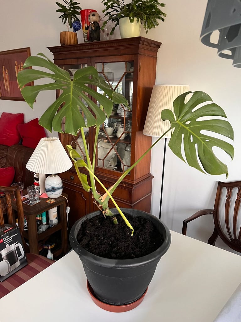 Large indoor Potted Plant | in Bournemouth, Dorset | Gumtree