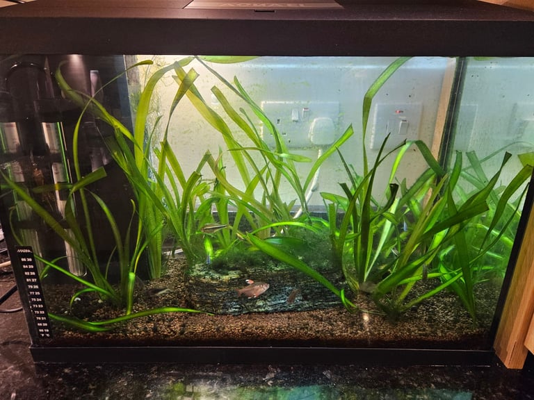 Tropical fish tank aqua leddy xl with fish | in Shenfield, Essex | Gumtree