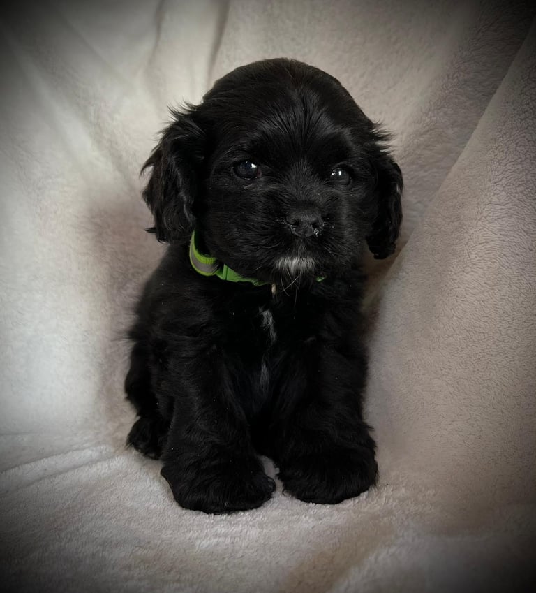 Black American Cocker Spaniel Puppy