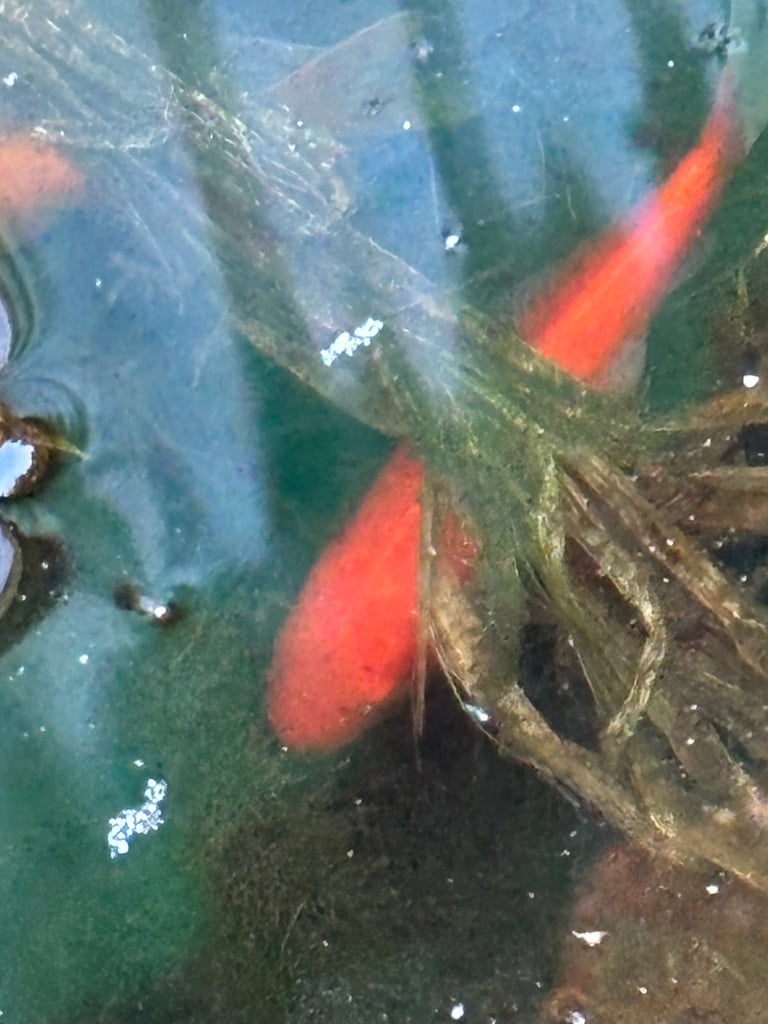 Latest Freebies & Free Stuff in Dorset | Gumtree