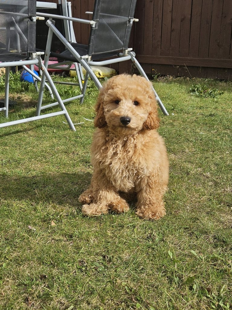 Cockapoo Dogs & Puppies for Sale in Scotland - Gumtree