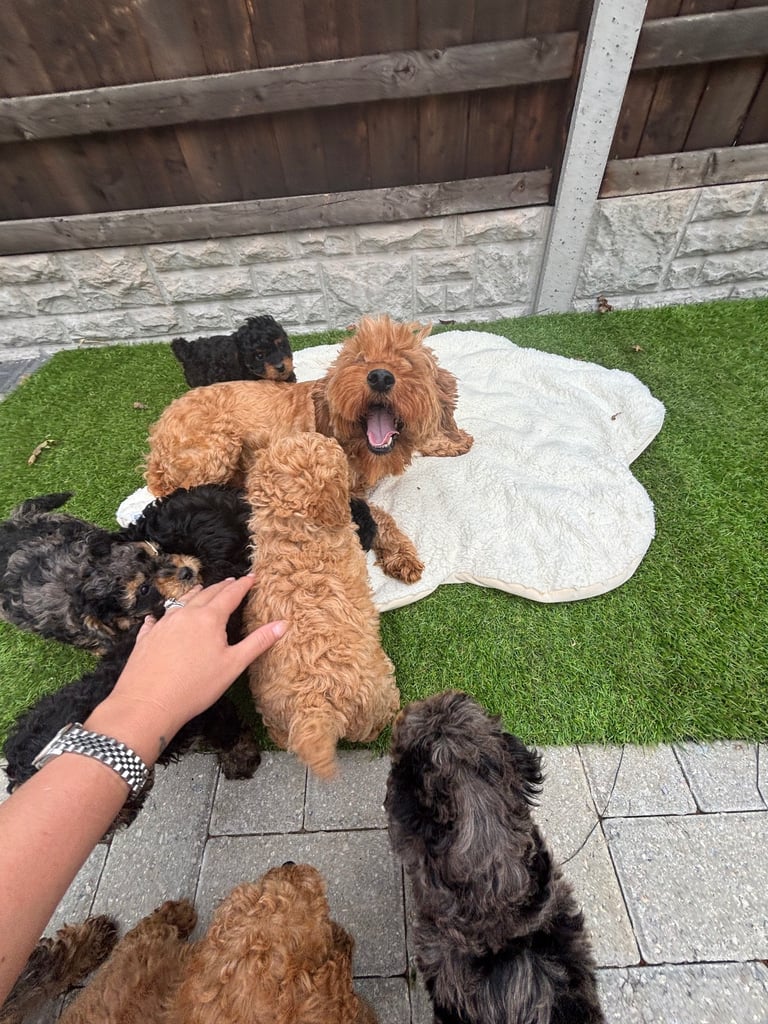 Cute F1B cavapoo pups | in Meopham, Kent | Gumtree