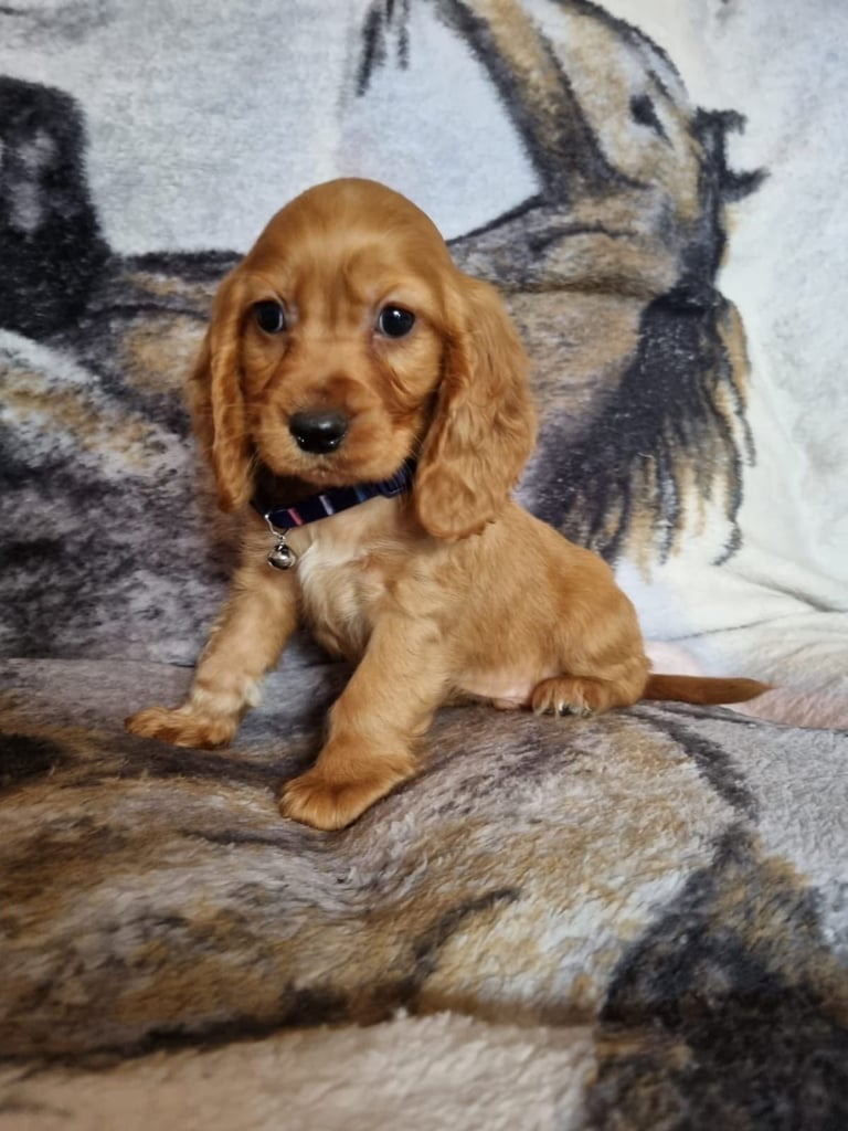 Show type cocker spaniel | in Lisburn, County Antrim | Gumtree