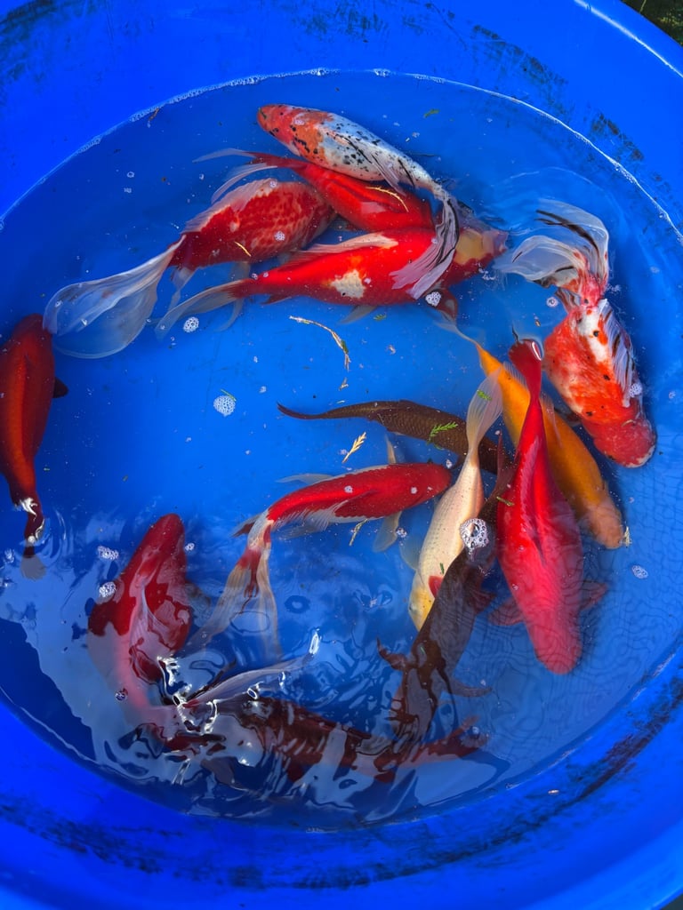 Pond fish Gold fish and golden rudd | in Burntwood, Staffordshire | Gumtree