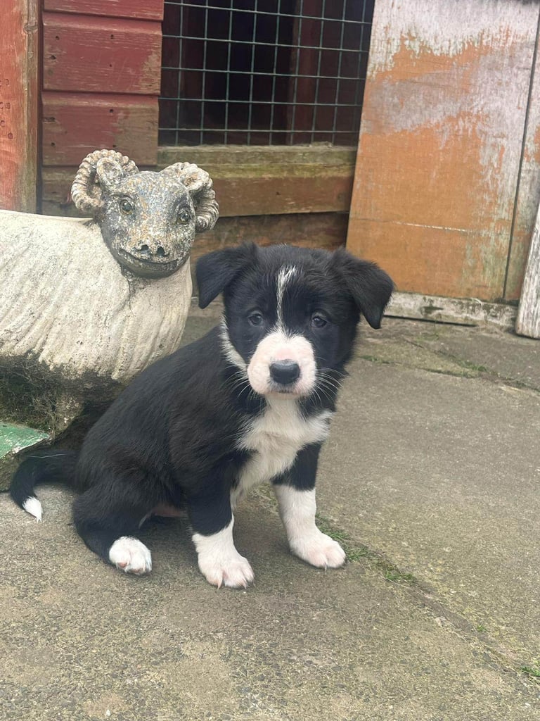 Border collie pups 8 weeks old | in Forfar, Angus | Gumtree