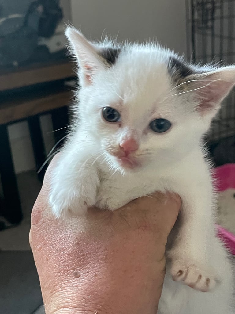 Cats & Kittens for Sale in Cardiff - Gumtree