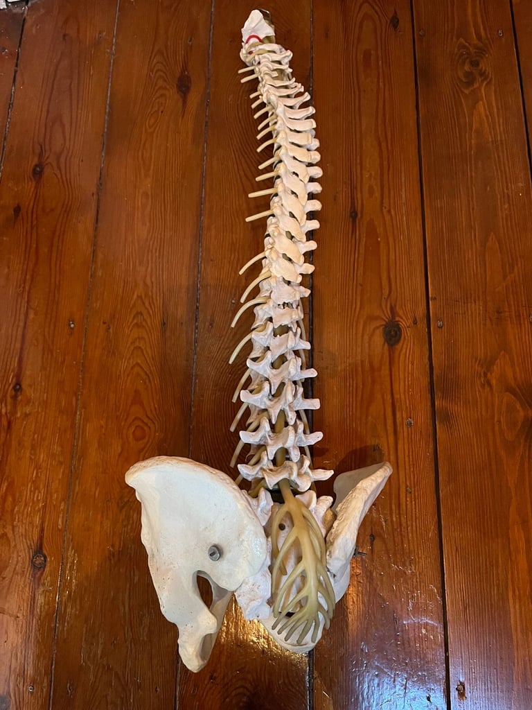 Halloween/Clinical/Curiosity Lifesize Model of Human Spine | in Penarth ...