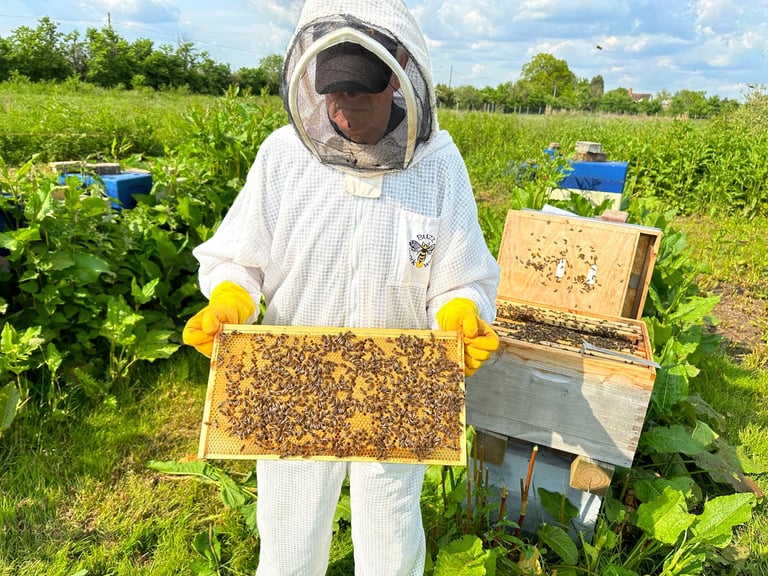Honey bees nuc nucleus,bee colony,national hive,WBC, 14x12,langstroth ...