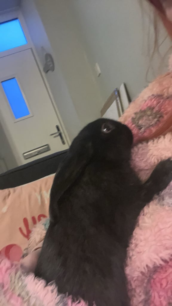 Bunny for sale | in Staveley, Derbyshire | Gumtree